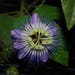 Wild Water Lemon Seeds (passiflora Foetida) 2+ Rare Tropical Fruit ...