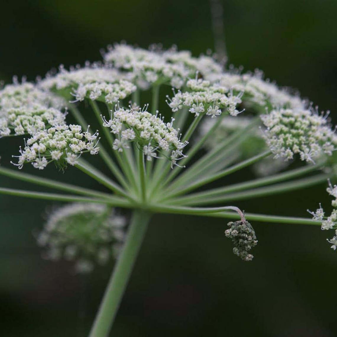 Bai Zhi Seeds angelica Dahurica Packet of 20 Seeds Palm - Etsy