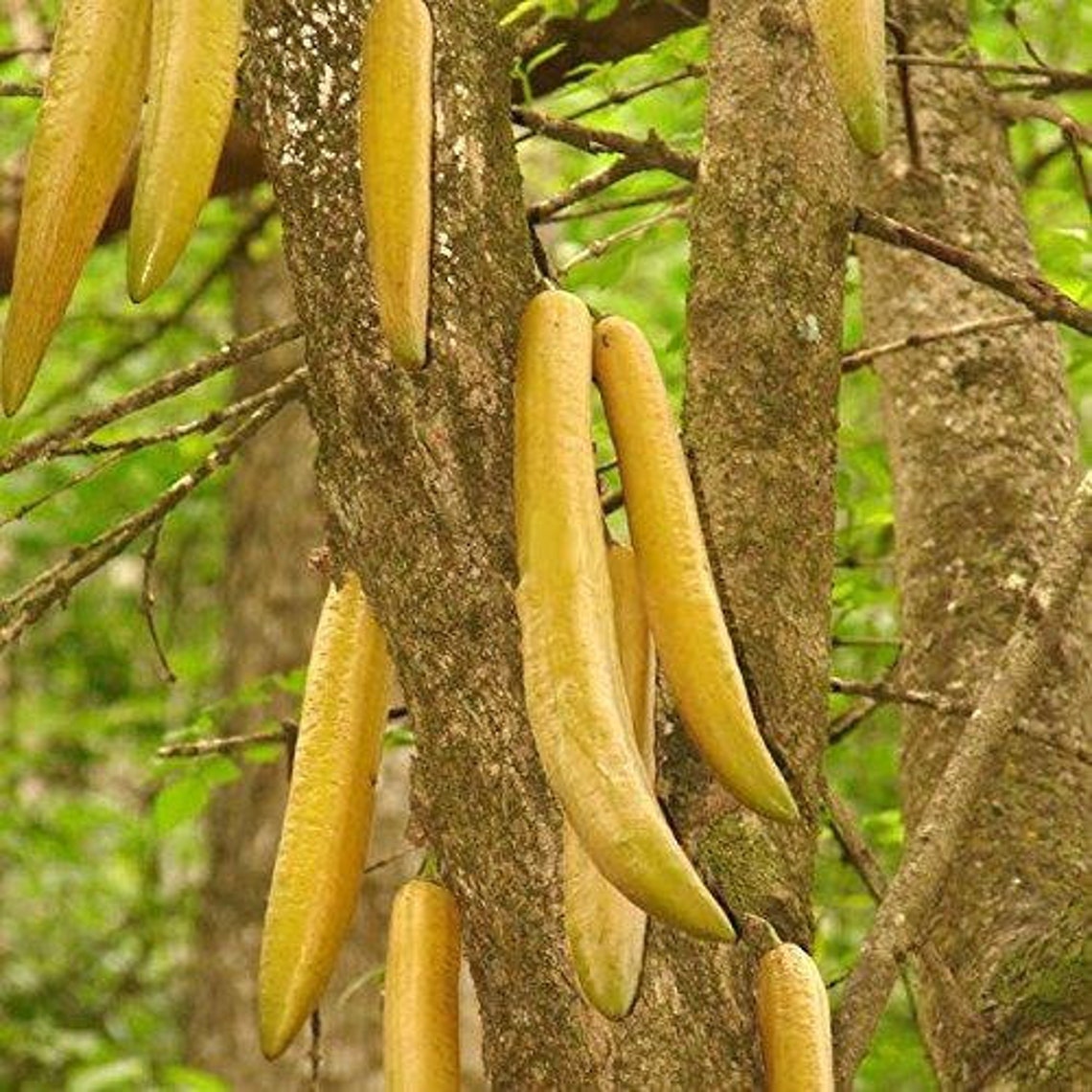 Guajilote Seeds (parmentiera Edulis) 15+ Seeds in Frozen Seed Capsules ...