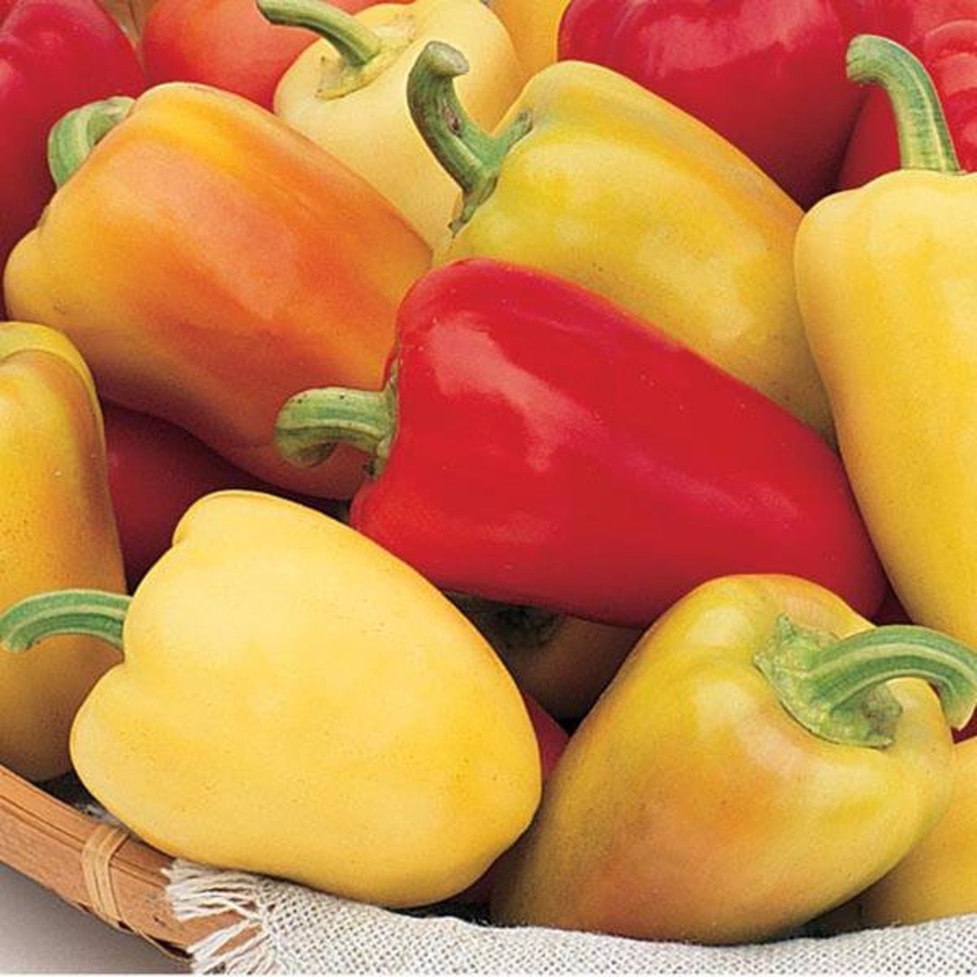 Romanian Sweet Pepper Seeds Packet of 10seeds Palm Beach Seed Company ...