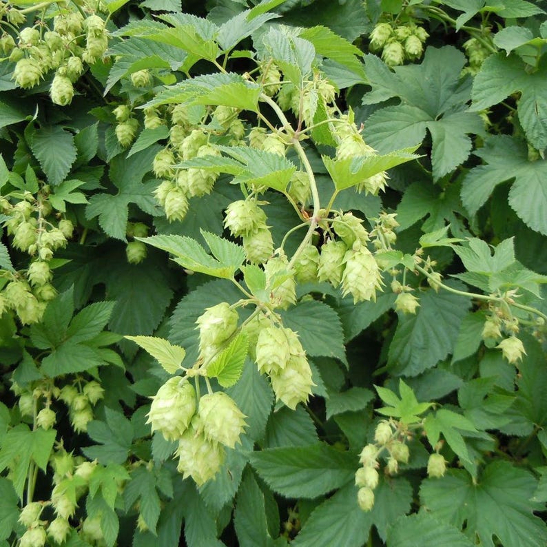 Hops Seeds humulus Lupulus 30 Seeds in Frozen Seed - Etsy