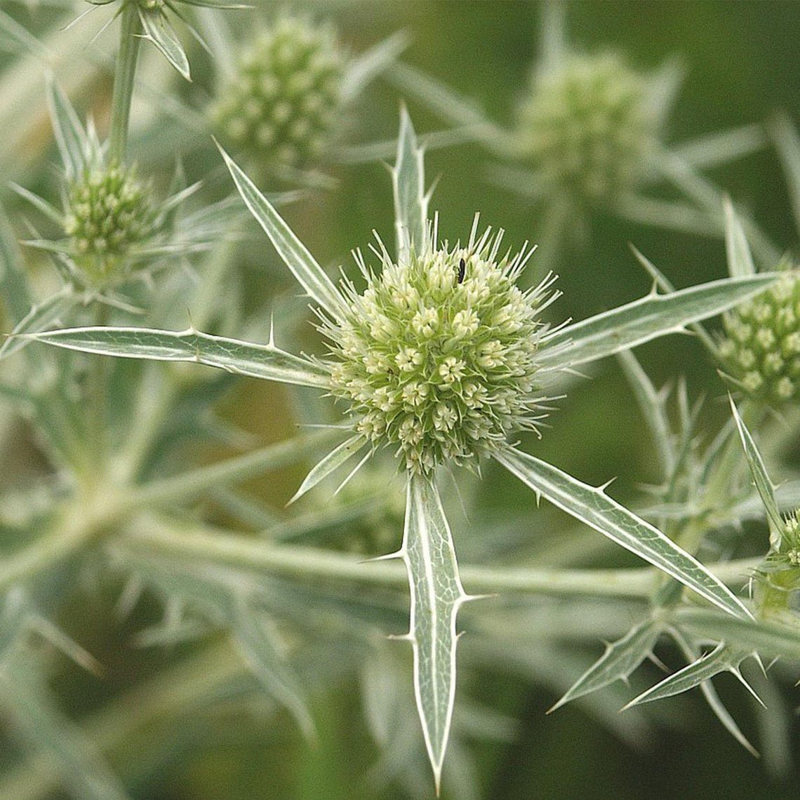Seaholly Eryngo Seeds (eryngium Campestre) Packet of 20 seeds - Palm ...