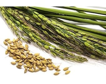 Tower of Jewels Seeds echium Wildpretii Packet of 10 Seeds - Etsy