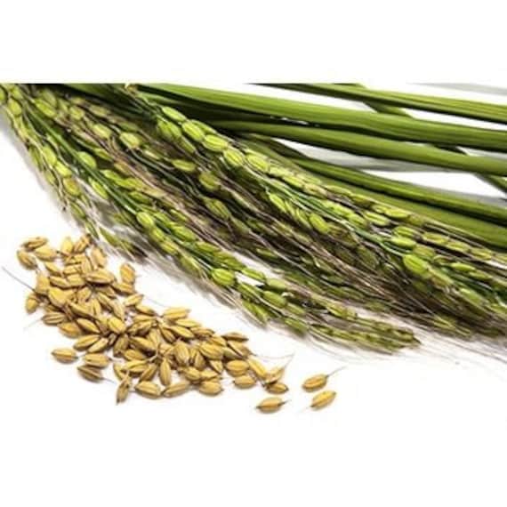 Duborskian Rice Seeds 30 Seeds in Frozen Seed Capsules™ for | Etsy