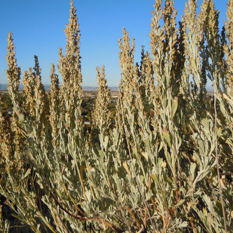 Mountain Sagebrush Seeds (artemisia Tridentata Vaseyana) Packet of 40 ...