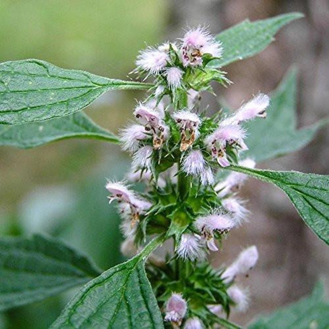 Motherwort Seeds (leonurus Cardiaca) Packet of 100 Seeds - Palm Beach ...