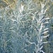 Silver Sagebrush Seeds (artemisia Cana) 40+ seeds in Frozen Seed ...