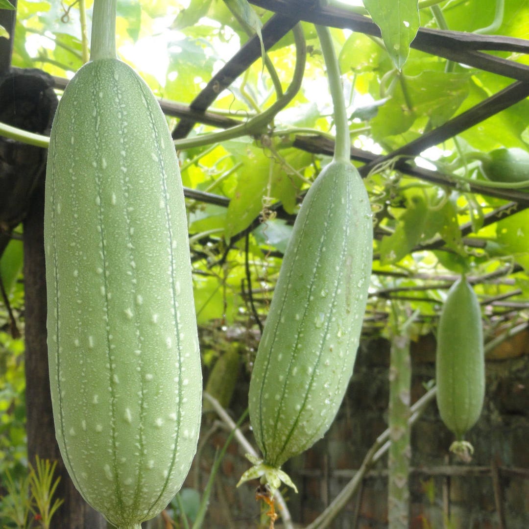 Loofah Seeds (luffa Cylindrica) Packet of 20 Seeds - Palm Beach Seed ...
