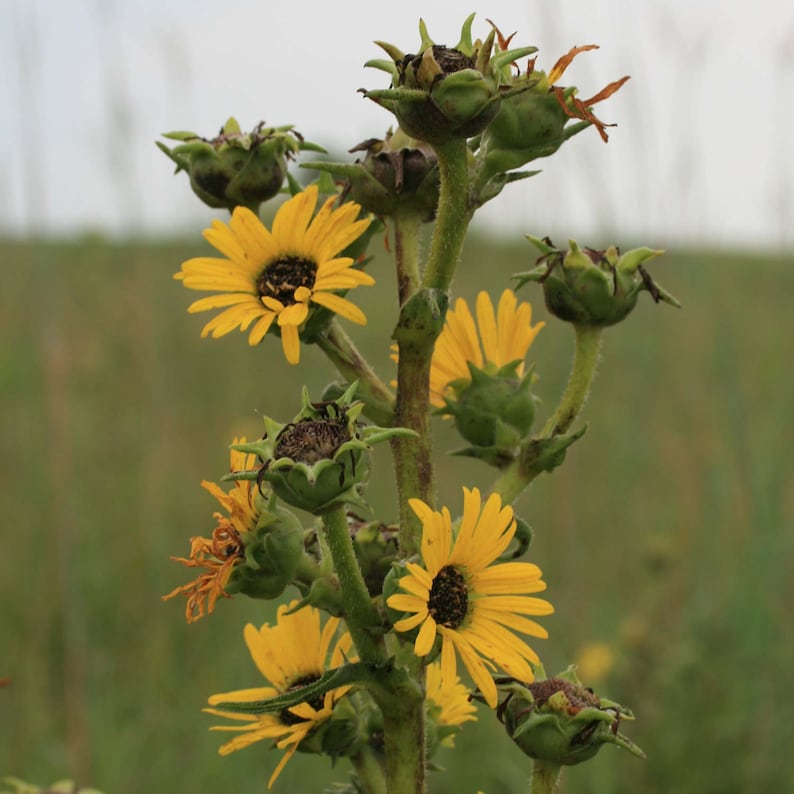 Compass Plant Seeds (silphium Laciniatum) Packet of 10+ Seeds - Palm ...