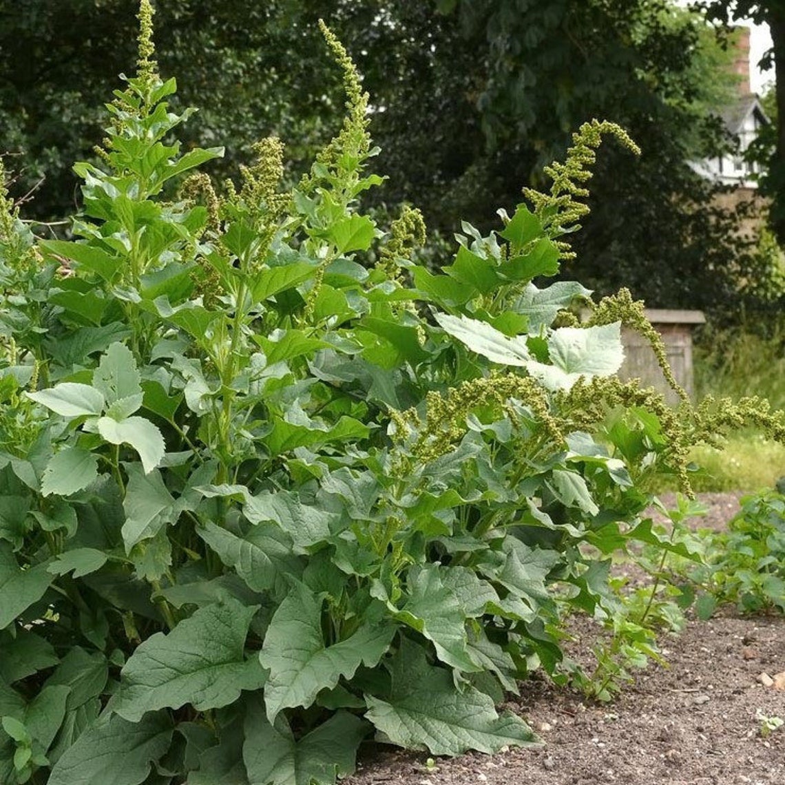 Good King Henry Seeds chenopodium Bonus-henricus Packet of - Etsy
