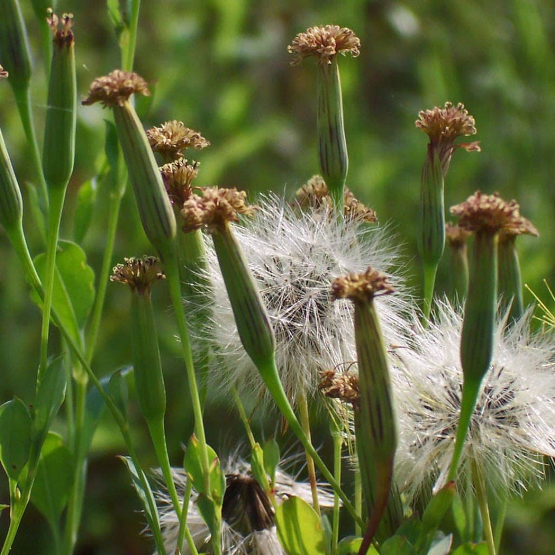 Quilquina Seeds porophyllum Ruderale Packet of 10 Seeds - Etsy