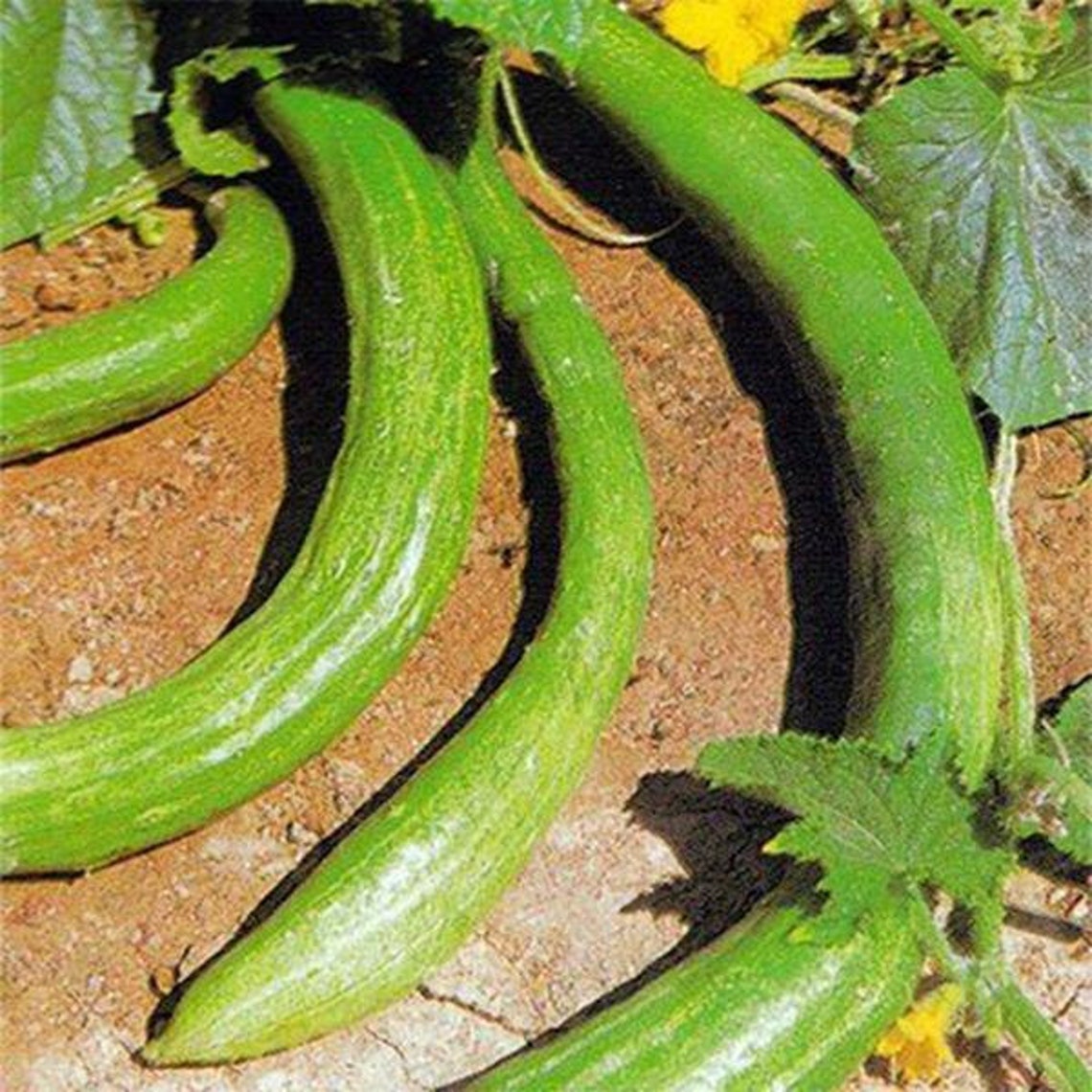 Chinese Long Cucumber Seeds - Packet of 10 Seeds - Palm Beach Seed ...