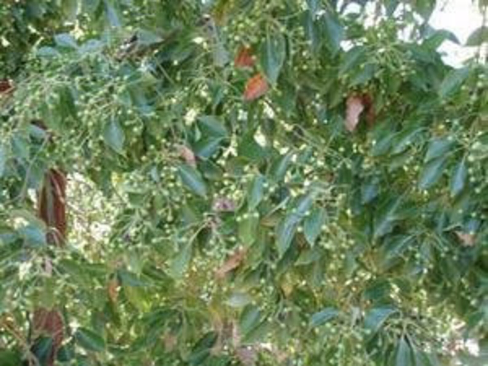 Camphor Basil Seeds ocimum Kilimandscharicum 20 Seeds in Frozen Seed ...