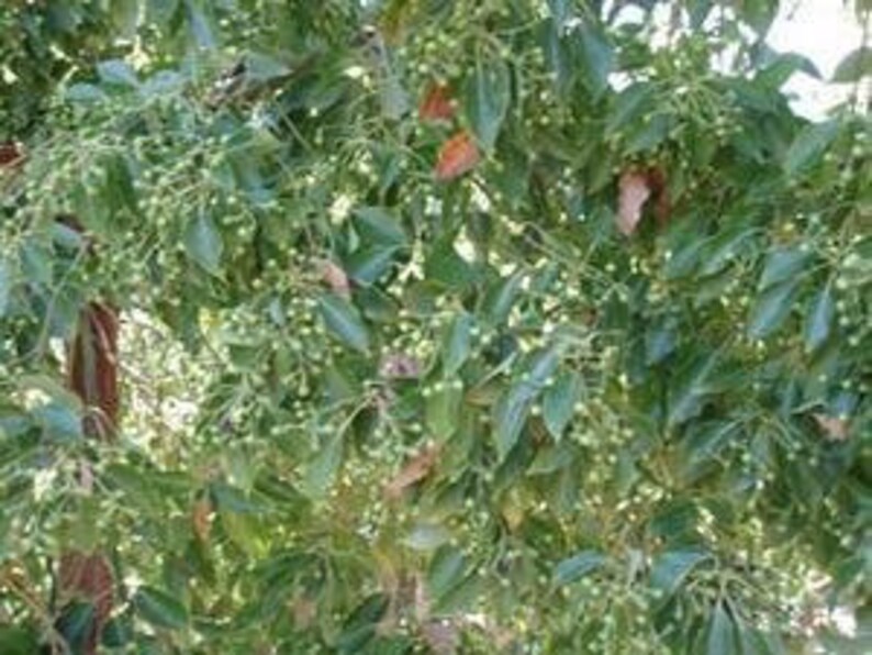 Camphor Basil Seeds ocimum Kilimandscharicum 20 Seeds in Frozen Seed ...