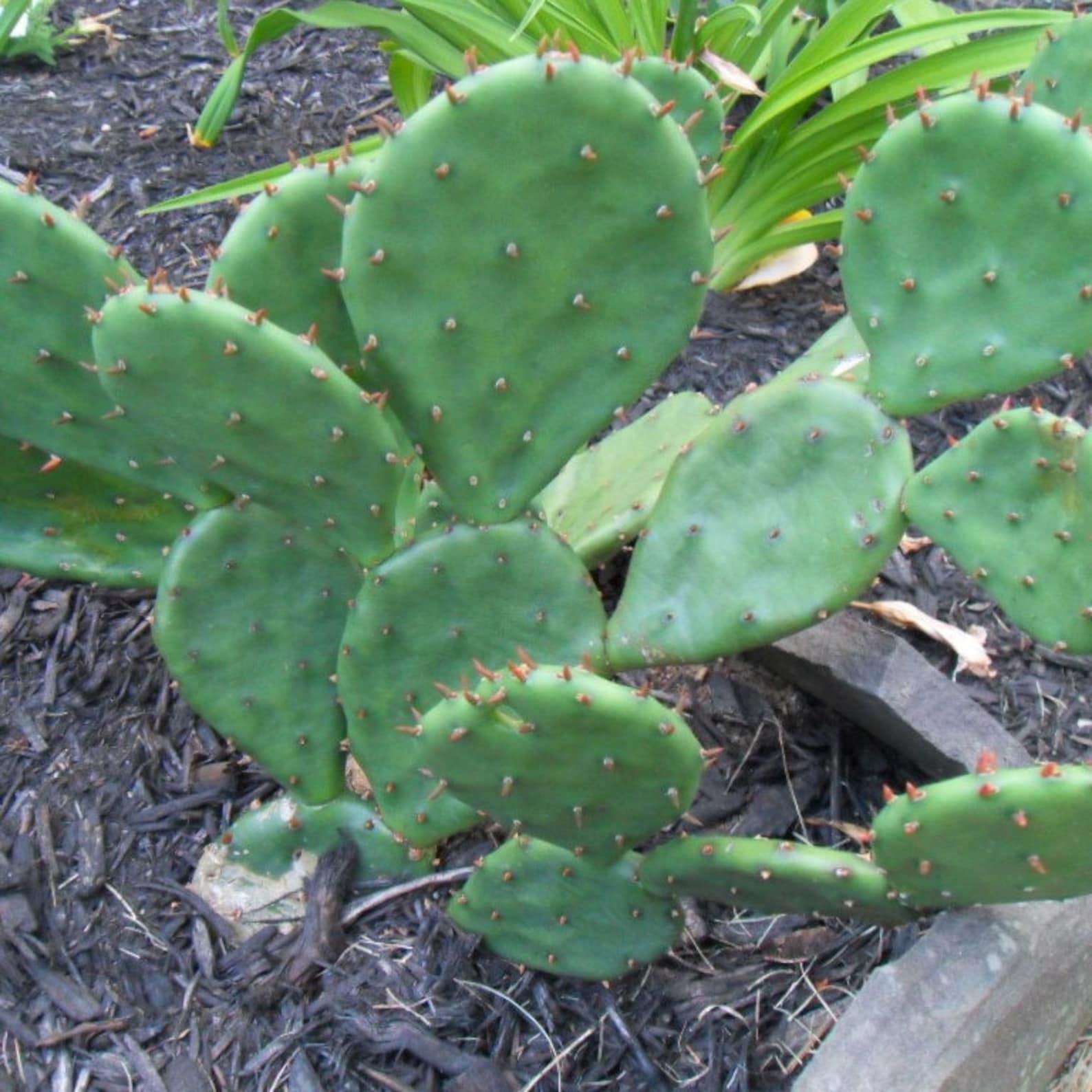 Eastern Prickly Pear Cactus Seeds opuntia Humifusa Packet of | Etsy