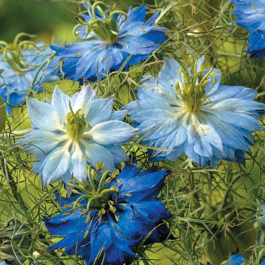 Love-in-a-mist Seeds (nigella Damascena) 50+ Seeds in Frozen Seed ...