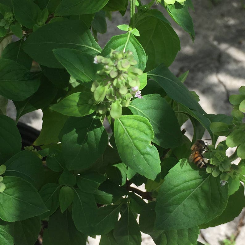Peruvian Basil Seeds ocimum Micranthum Packet of 100 Seeds - Etsy