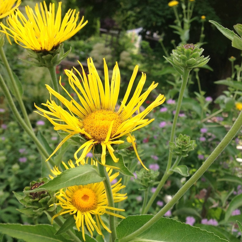 Elecampane Seeds inula Helenium 40 Seeds in Frozen Seed - Etsy