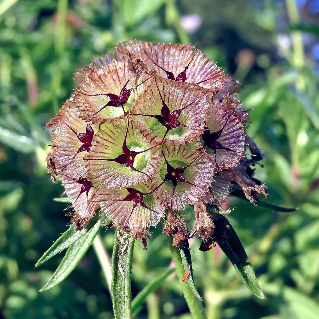 Paper Moon Starflower Seeds (scabiosa Stellata) 40+ Seeds in Frozen ...