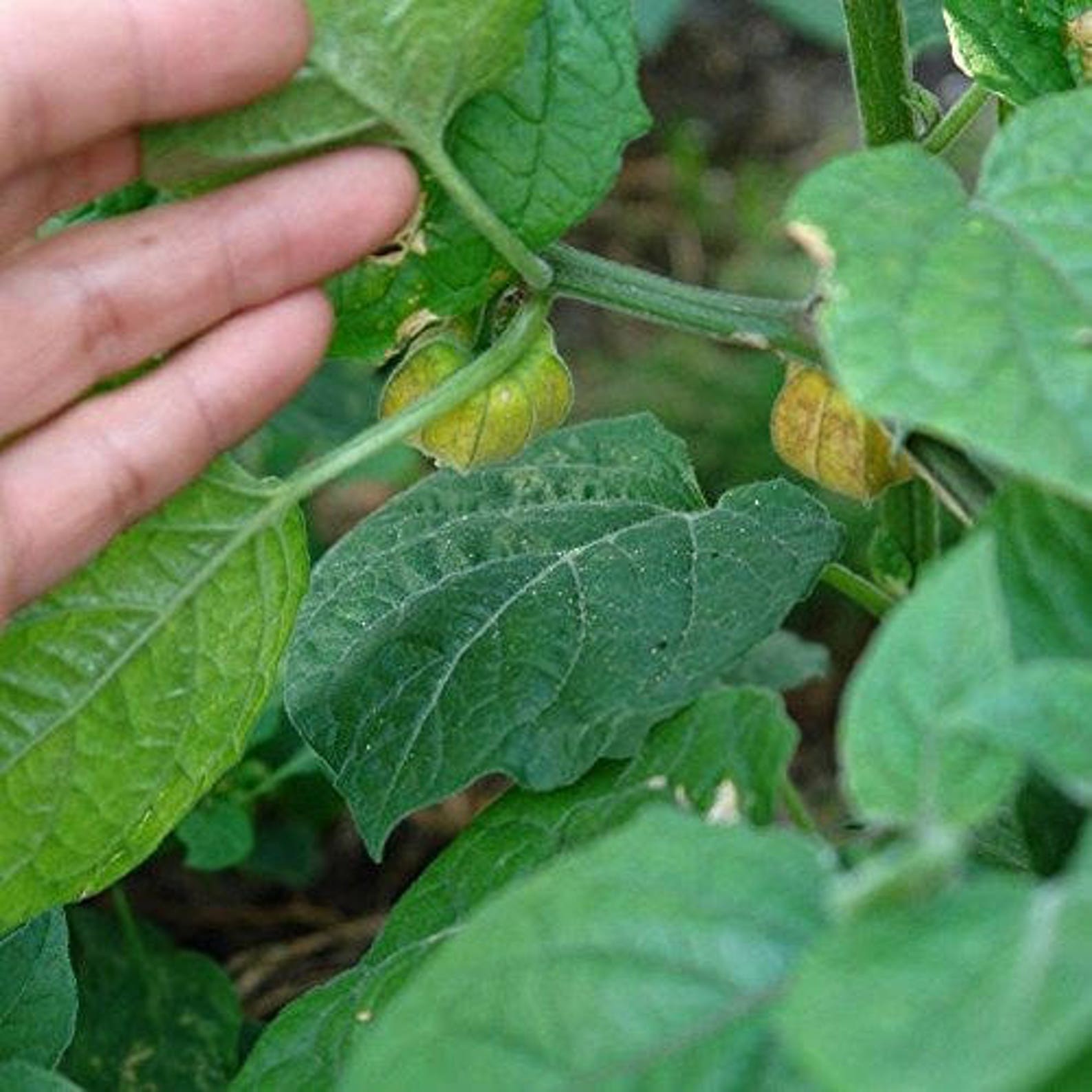 Giant Cape Gooseberry (physalis Peruviana) Packet of 30 Seeds - Palm ...
