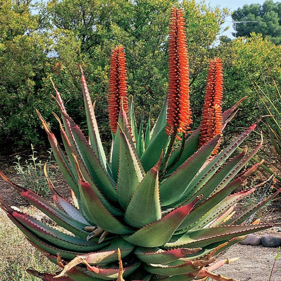 Cape Aloe Seeds aloe Ferox Packet of 20 Seeds Palm Beach - Etsy