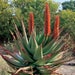 Cape Aloe Seeds (aloe Ferox) Packet of 20 Seeds - Palm Beach Seed ...