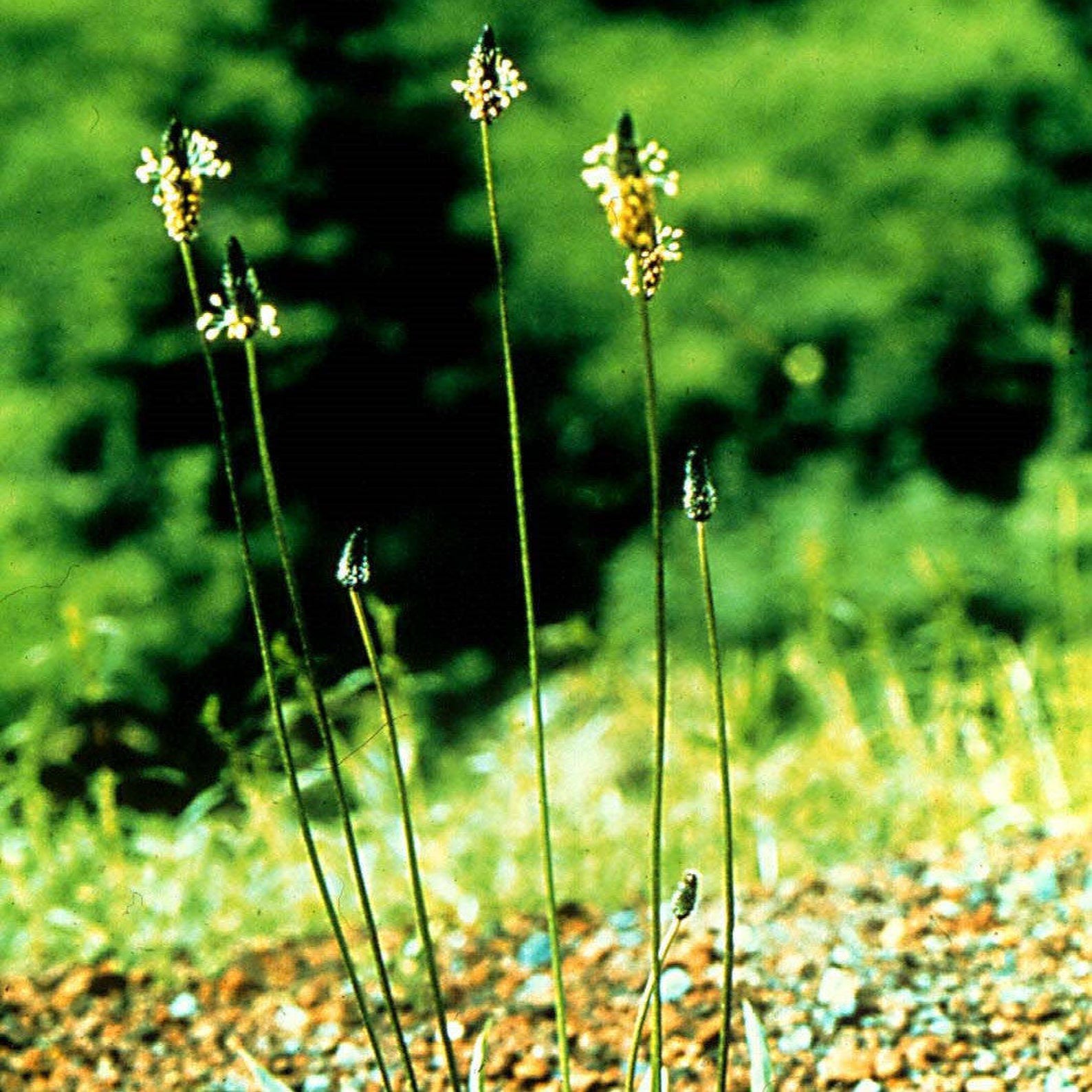 Buckhorn Plantain Seeds (plantago Coronopus 'minutina') Packet of 50 ...