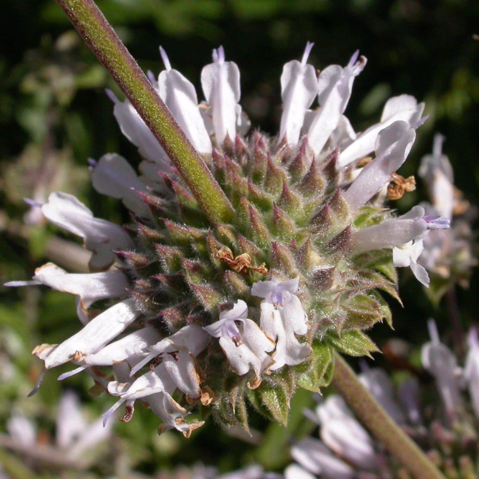 Black Sage Seeds salvia Mellifera Packet of 20 Seeds Palm - Etsy