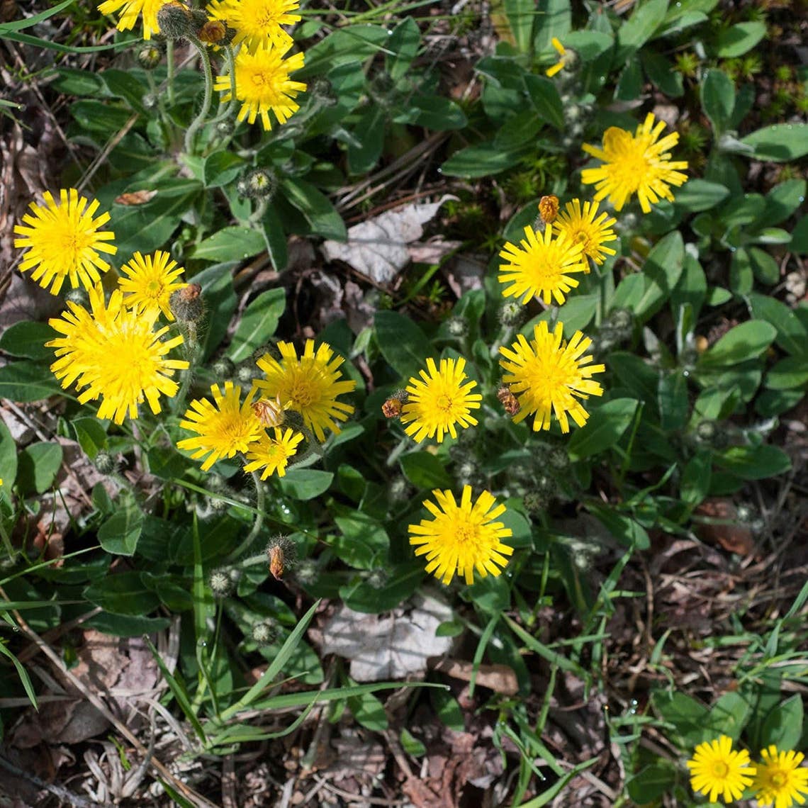 Mouse-ear Hawkweed Seeds hieracium Pilosella 20seeds in - Etsy