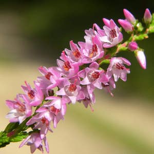 Heather Seeds (calluna Vulgaris) 20+ Seeds in Frozen Seed Capsules™ for ...