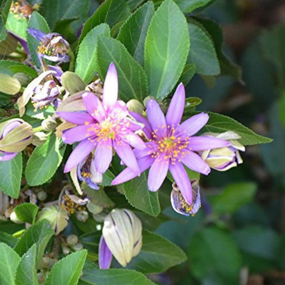 Lavender Star Flower Seeds (grewia Occidentalis) Packet of 5 Seeds ...