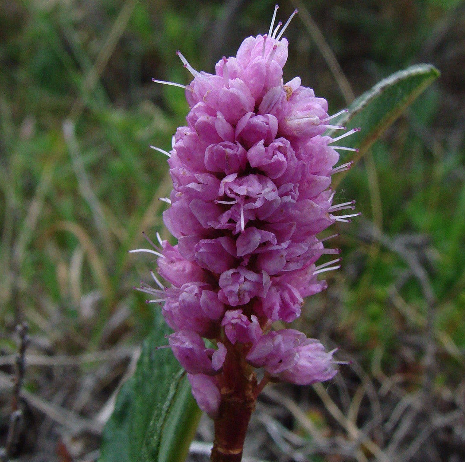 Bistort Seeds polygonum Bistorta 30 Seeds in Frozen Seed - Etsy