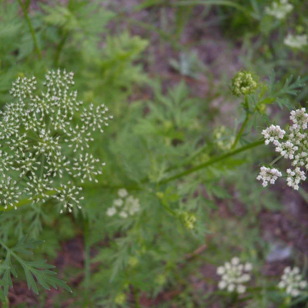 Monnier's Snowparsley Seeds (cnidium Monnieri) Packet of 20 Seeds ...