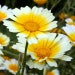 Edible Chrysanthemum Shungiku Seeds (glebionis Coronaria) 75+ seeds in ...