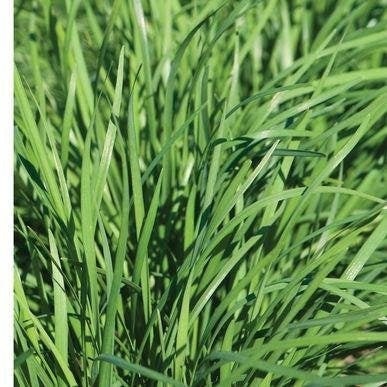 Nira Garlic Chives Seeds (allium Tuberosum) 50+ Seeds in Frozen Seed ...