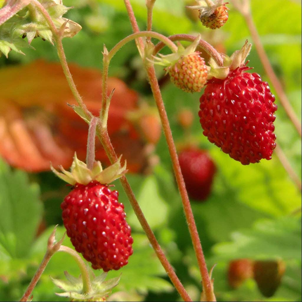 Alpine Strawberry Seeds fragaria Vesca 'ruegen' 20 - Etsy