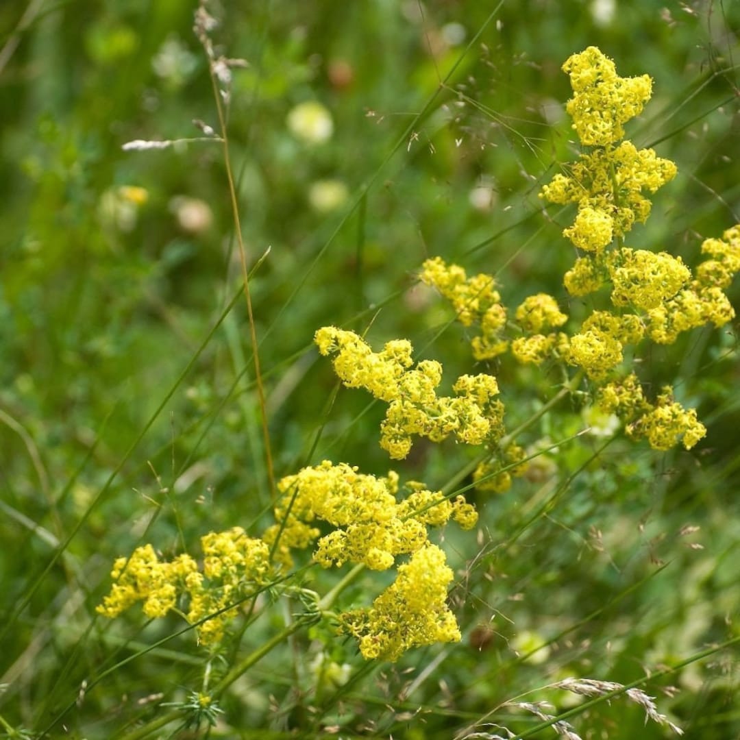 Yellow Bedstraw Seeds (galium Verum) Packet of 20 Seeds - Palm Beach ...