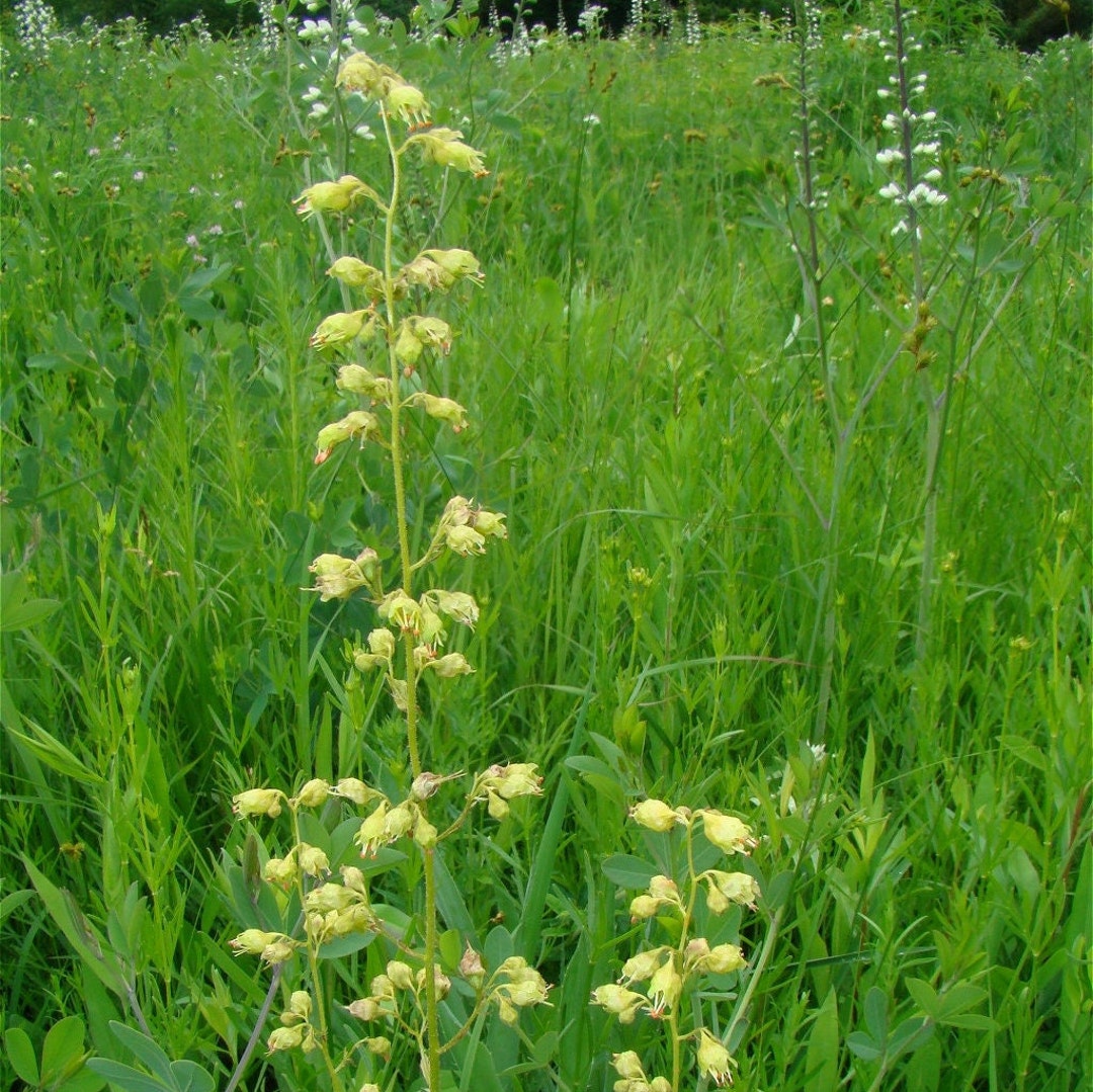 Alum Root Seeds (heuchera Richardsonii) Packet of 20 Seeds - Palm Beach ...