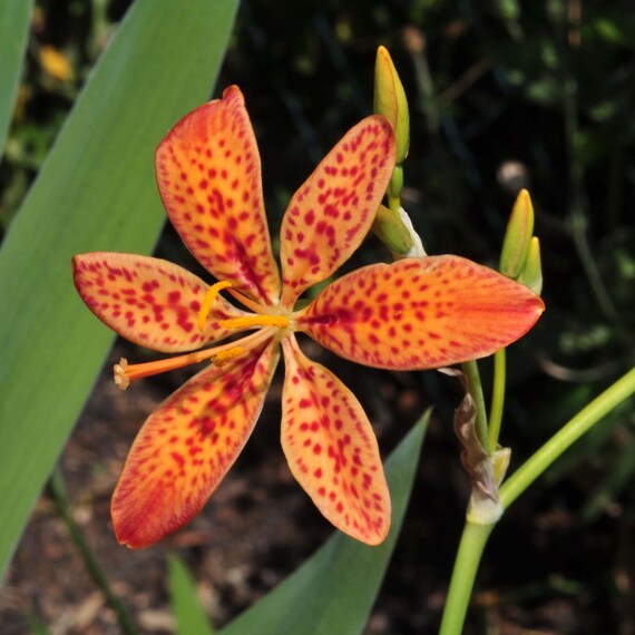 Leopard Lily Seeds belamcanda Chinensispacket of 20 Seeds - Etsy