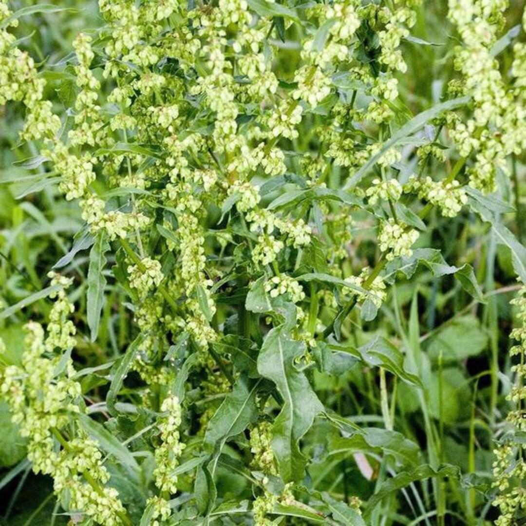 Yellow Dock Seeds (rumex Crispus) Packet of 50 Seeds - Palm Beach Seed ...