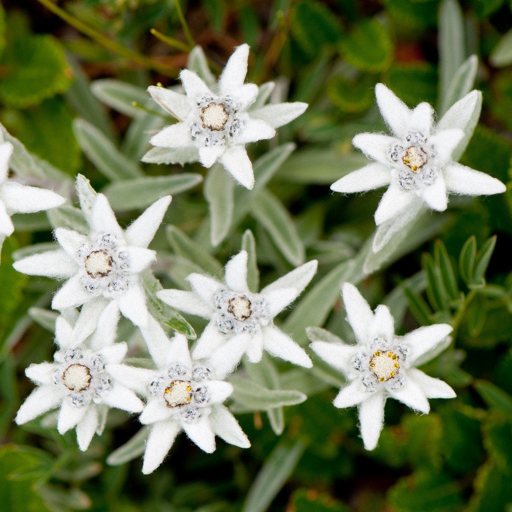 Edelweiss Seeds leontopodium Alpinum Packet of 20 Seeds - Etsy