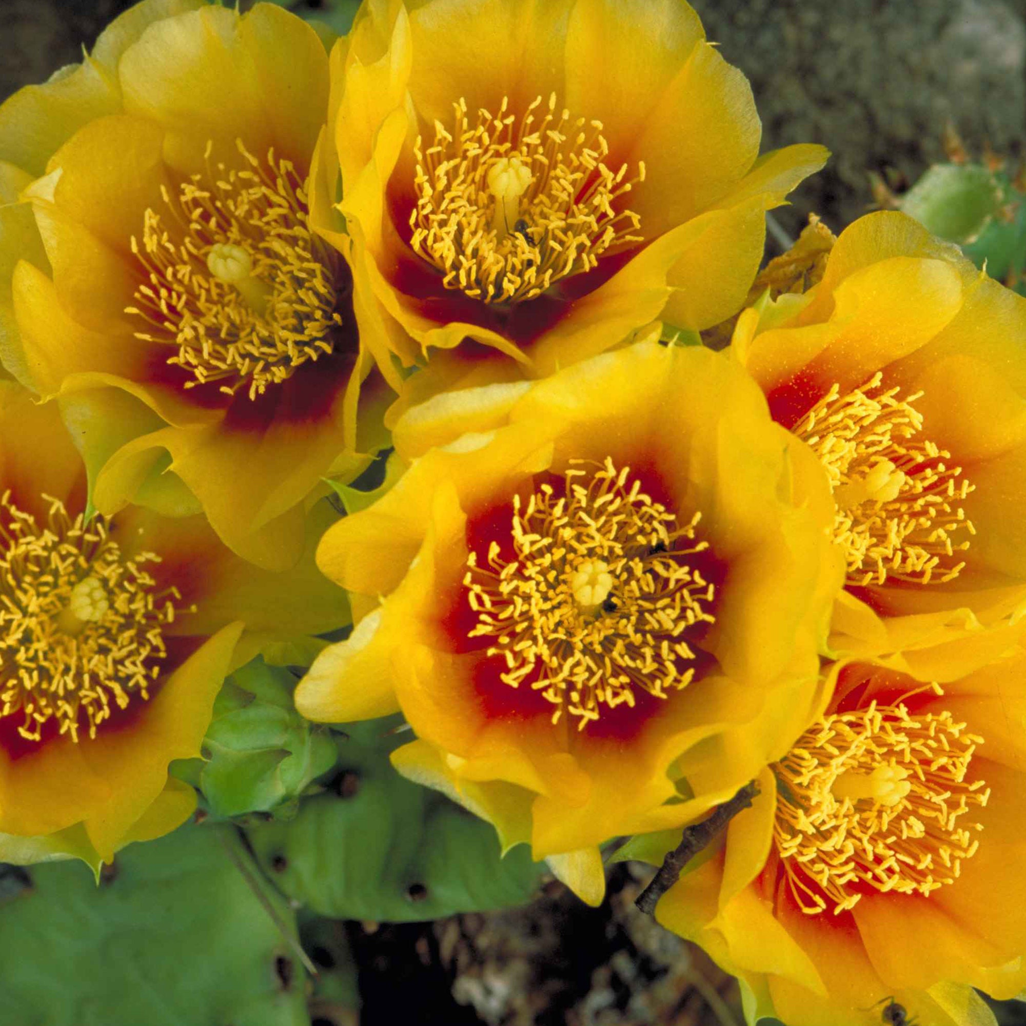 Prickly Pear Cactus Seeds opuntia Stricta Packet of 5 Seeds | Etsy