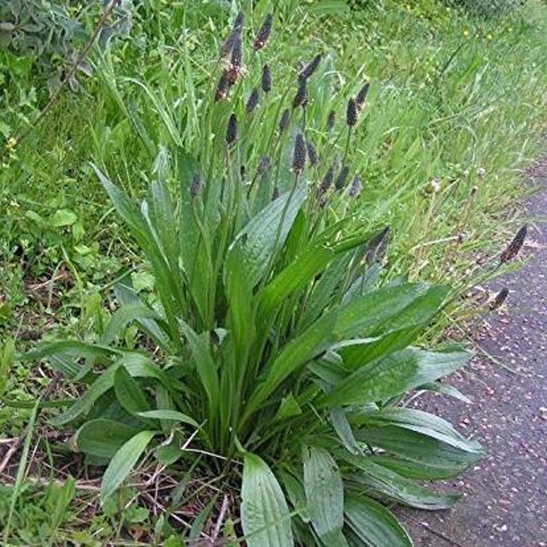 Ribwort Plantain Seeds Plantago lanceolata 50 Seeds in | Etsy