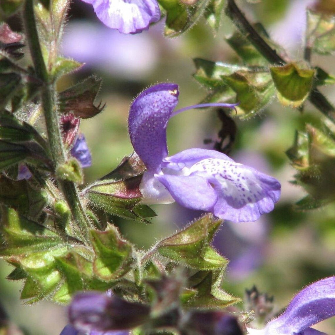 Spanish Sage Seeds salvia Lavandulifolia Packet of 20 Seeds | Etsy