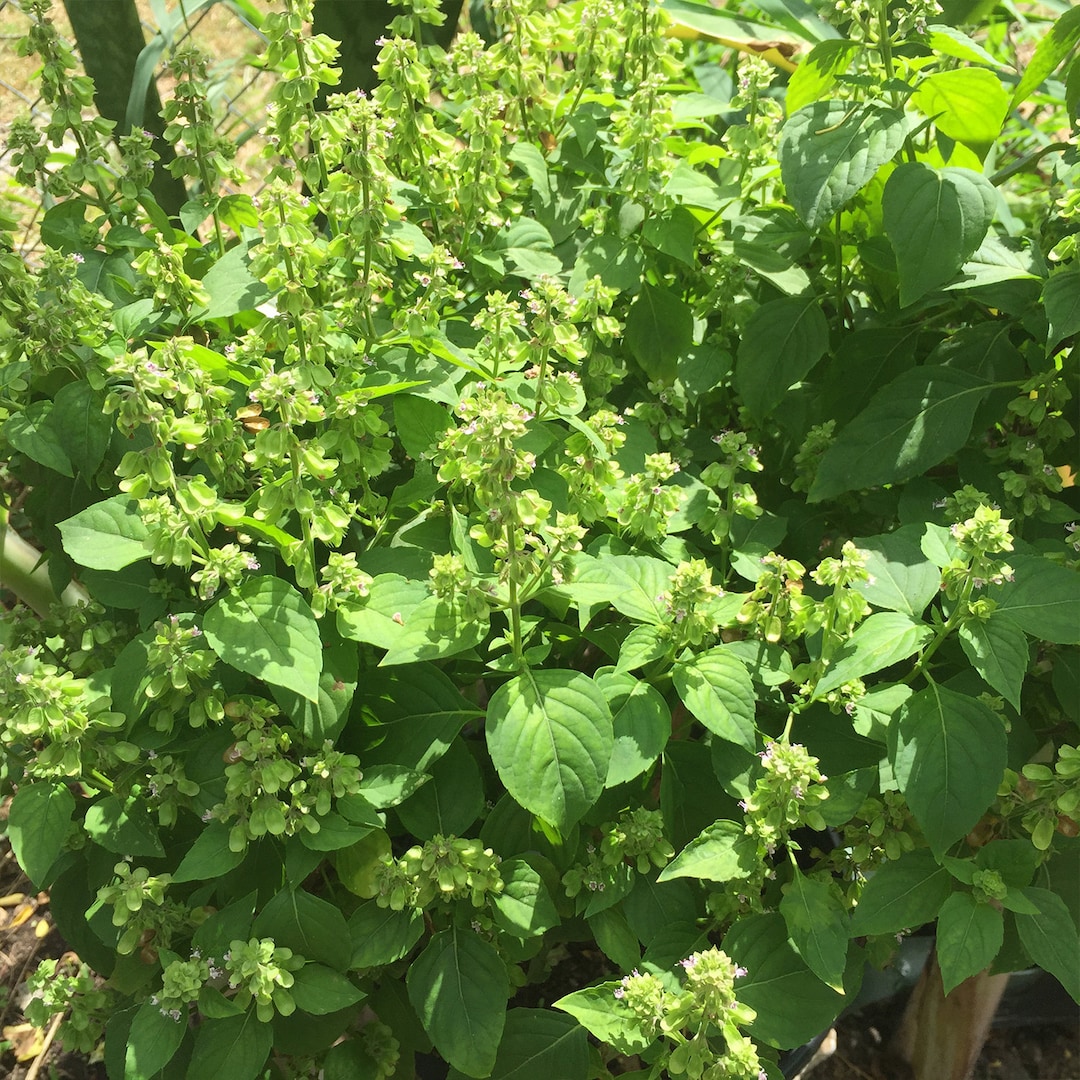 Peruvian Basil Seeds (ocimum Micranthum) Packet of 20 Seeds - Palm ...