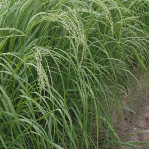 Teff Seeds eragrostis Tef Packet of 100 Seeds Palm Beach | Etsy