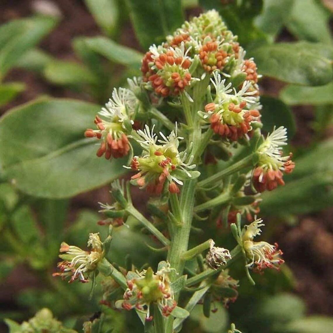 Mignonette Seeds (reseda Odorata) Packet of 20 seeds - Palm Beach Seed ...