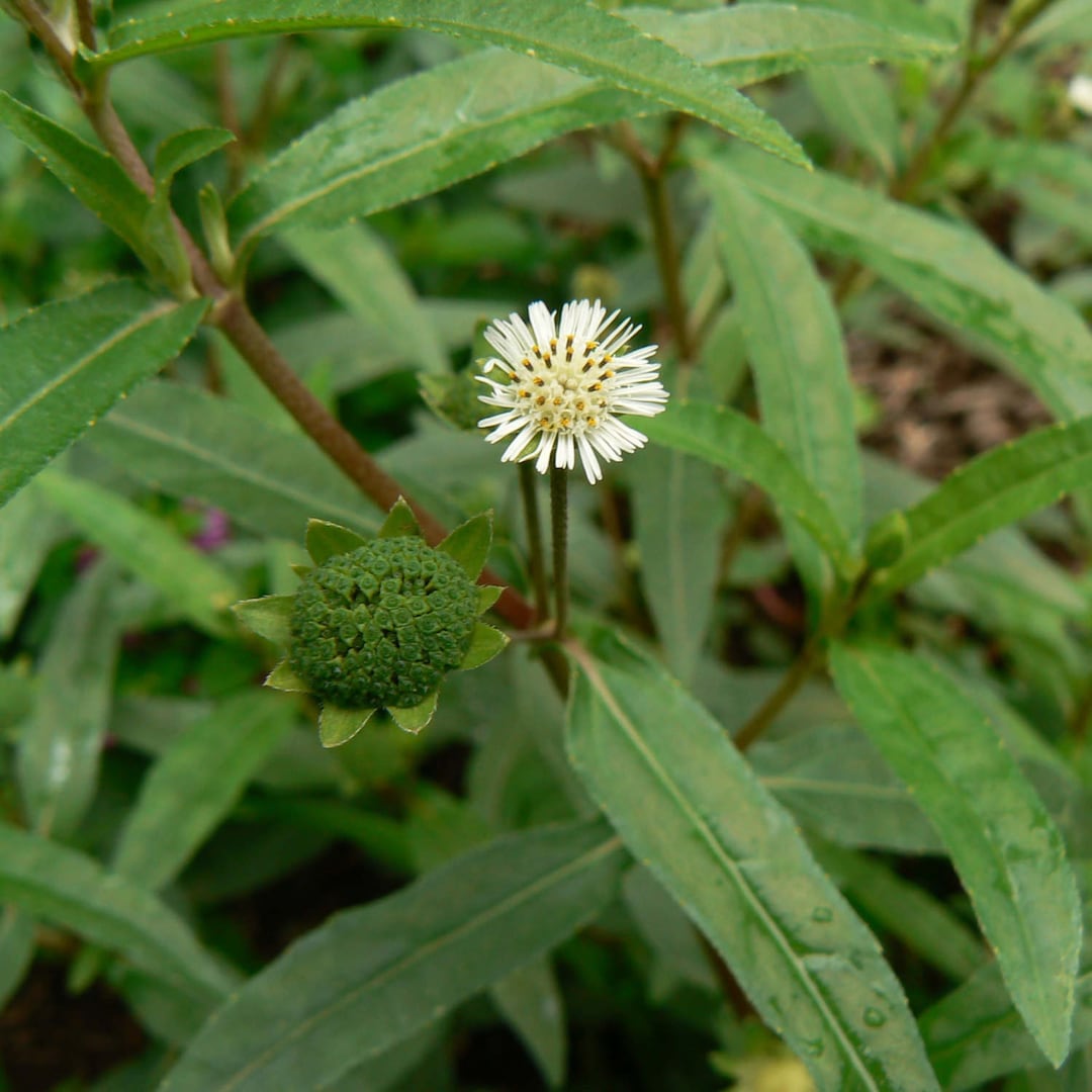 Eclipta Seeds (eclipta Alba) Packet of 10 Seeds - Palm Beach Seed ...