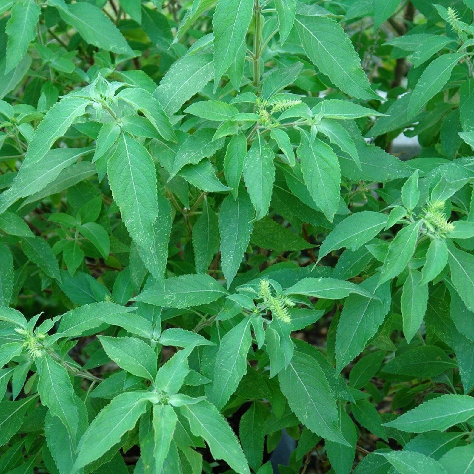 African Tree Basil Seeds ocimum Gratissimum 50 Seeds in | Etsy