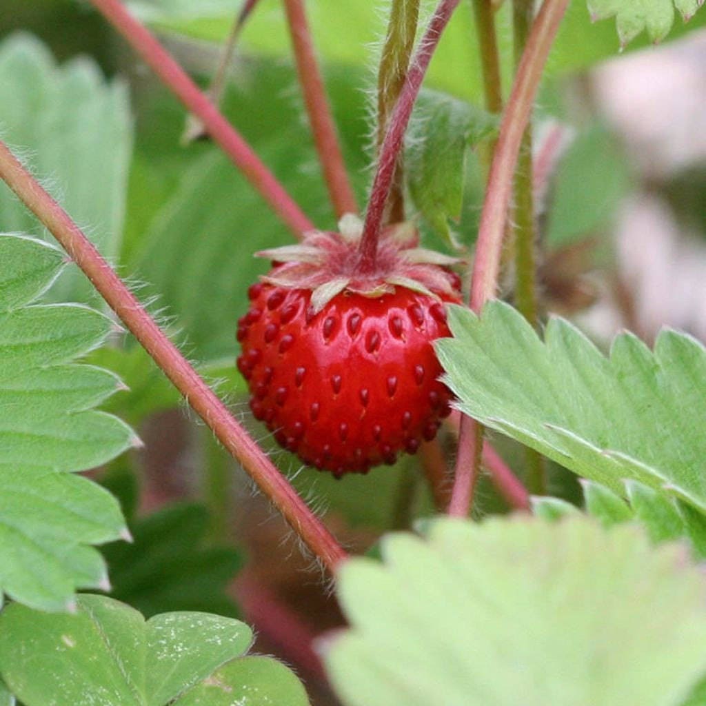 Alpine Strawberry Seeds fragaria Vesca 'ruegen' 20 | Etsy
